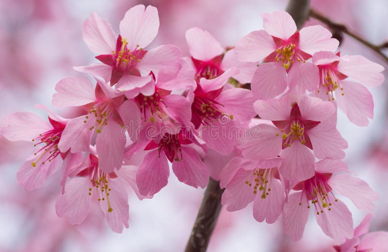 Blooming Pink Cherry Flowers Stock Photo - Image of pink, morning: 68881320