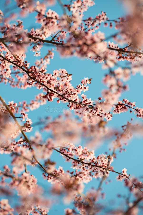 Blooming Pink Cherry Tree Branches with Sky Background Vertical Stock ...