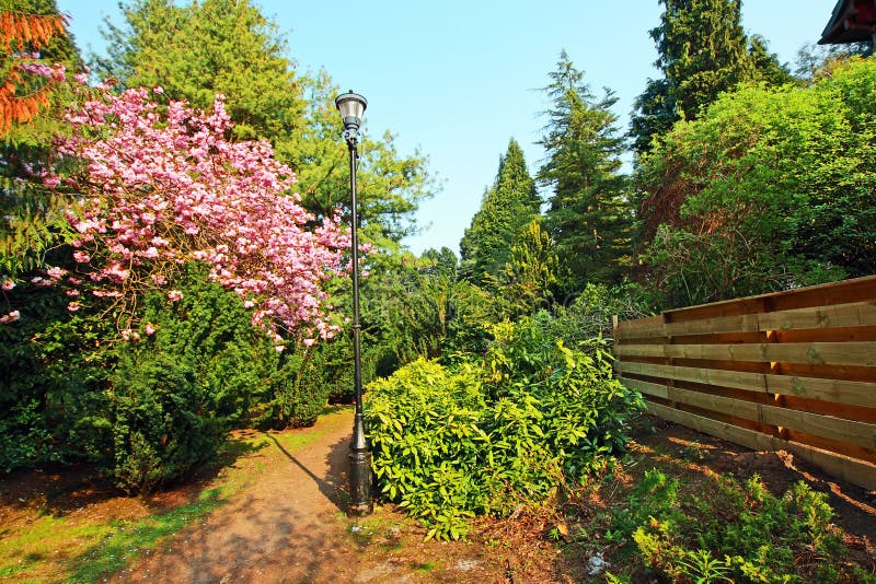 Blooming Pink Cherry Tree in the Park Stock Image - Image of bush ...