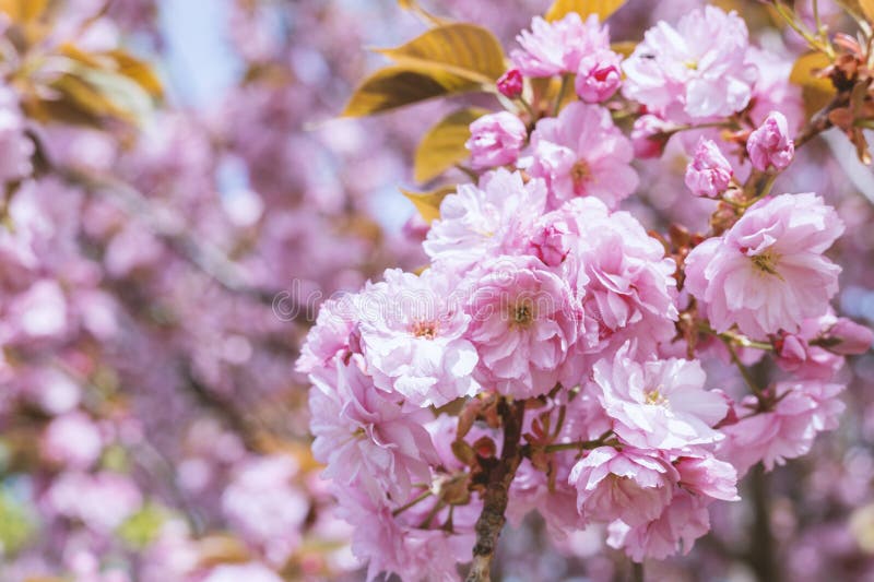 Blooming pink cherry tree stock photo. Image of blossom - 378290648
