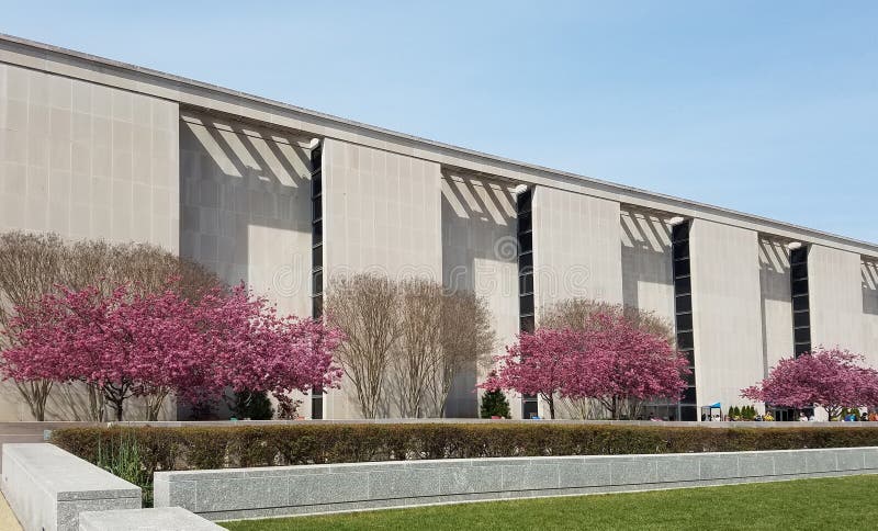 Blooming Pink Cherry Trees in Front of a Modern Building Stock Photo ...