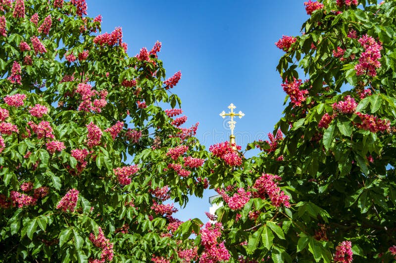 Pink chestnut stock photo. Image of park, plant, white - 99158718