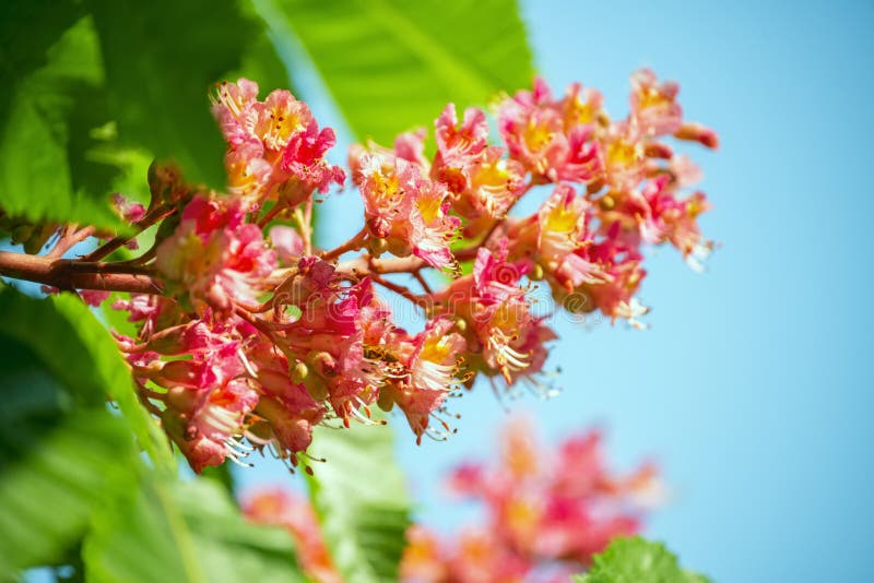 Pink chestnut stock photo. Image of park, plant, white - 99158718