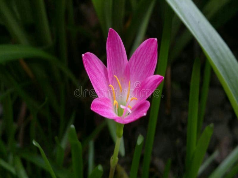 Pink crocus stock image. Image of leaves, magenta, botanical - 16108701