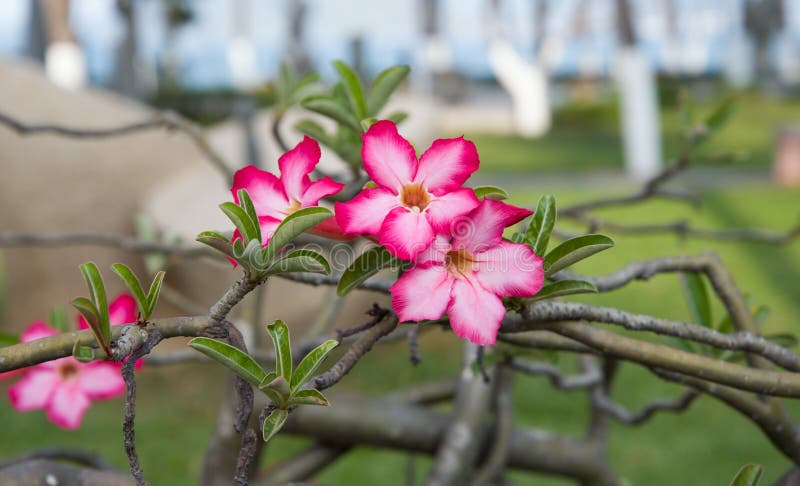 Blooming pink desert rose stock image. Image of decorative - 83643649