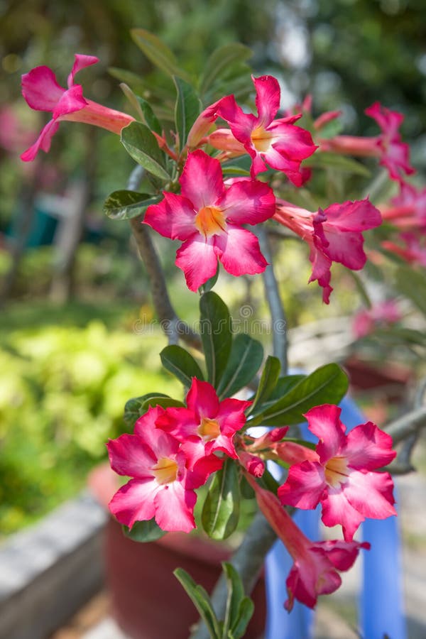 Blooming pink desert rose stock image. Image of blooming - 83648505