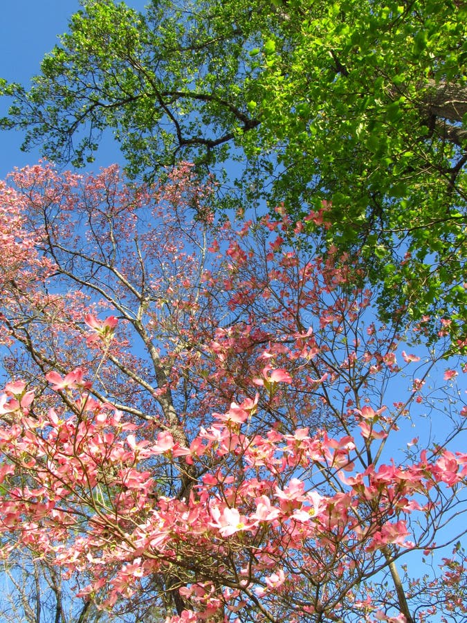 Pink Dogwood in Spring2 stock image. Image of nature - 151459987