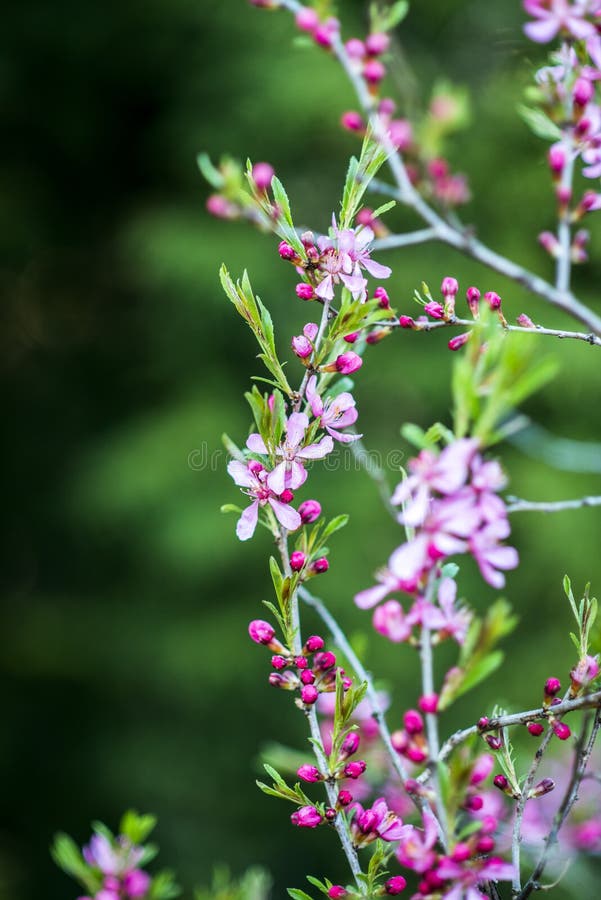 Blooming Pink Dwarf Almond Tree in Garden, Summer Time. Stock Image ...