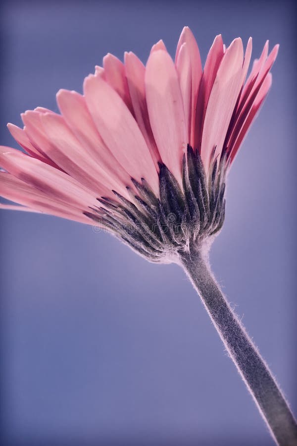 Blooming Pink Gerber Daisy Flower Stock Photo - Image of pastel, petal ...
