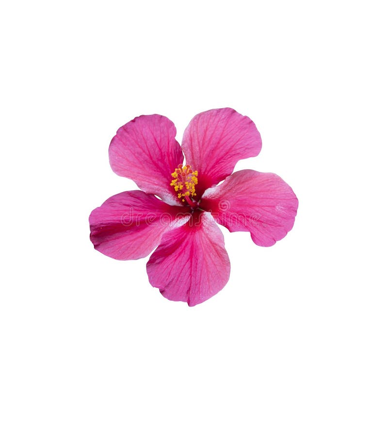Blooming Pink Hibiscus Flower on Isolated Background Stock Photo ...