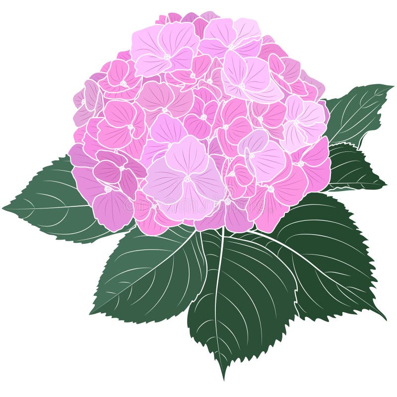 Blooming Hydrangea Flower Outline, Botanical Vector Illustration. Stock ...