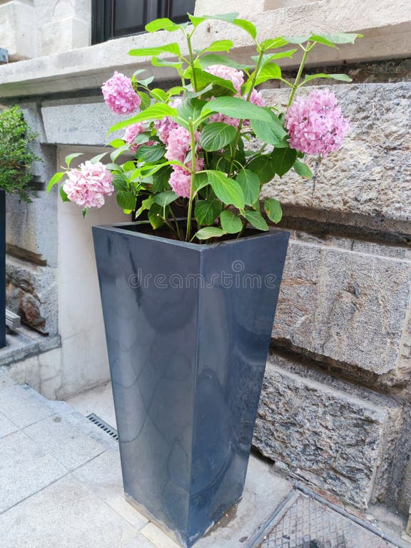 Blooming Pink Hydrangea in a Tall Ceramic Pot Outdoors Stock Photo ...
