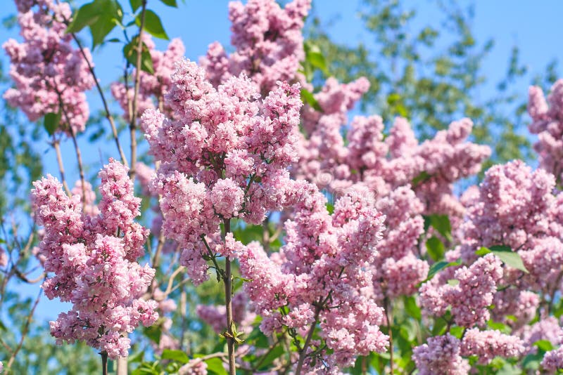 Blooming Pink Lilac Flowers Stock Image - Image of bush, closeup: 137207399