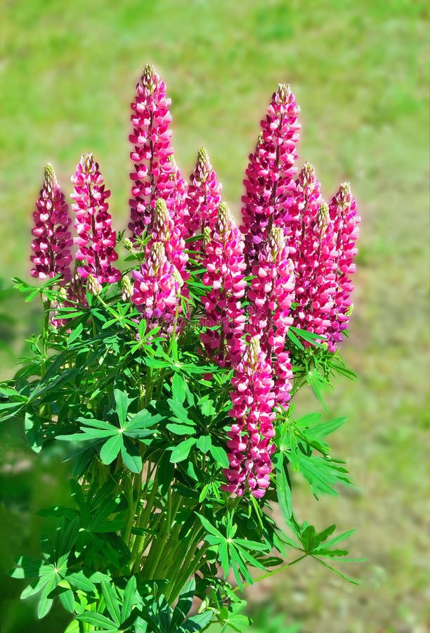 Blooming Pink Lupine Decorative Grass Background Stock Image - Image of ...