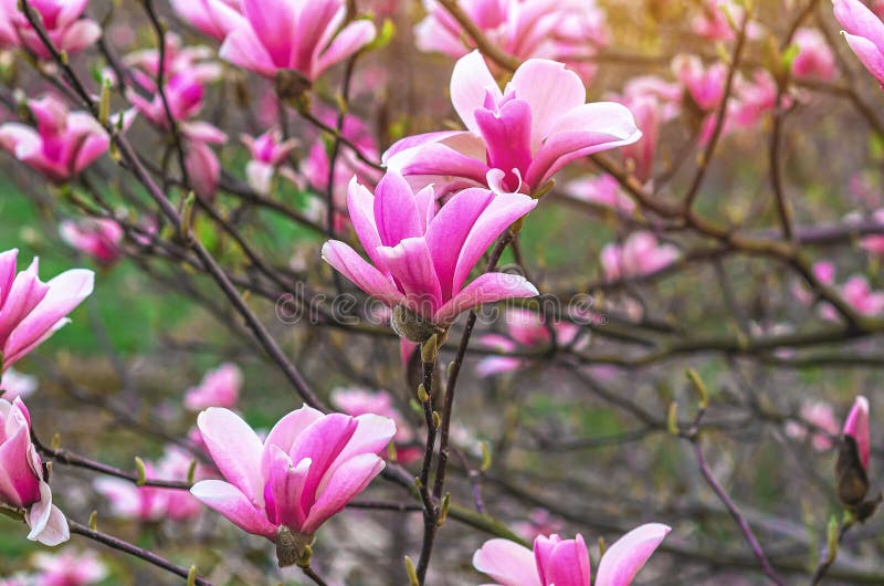 Blooming Pink Magnolia Bush on Blurred Nature Background. Spring Visual ...