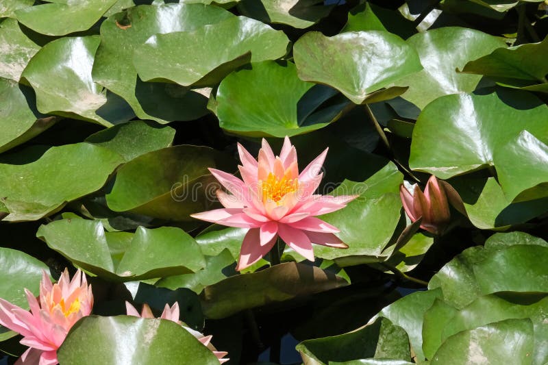 Blooming Nymphea in the Pond (Lat. - Nymphaea Caerulea Stock Photo ...