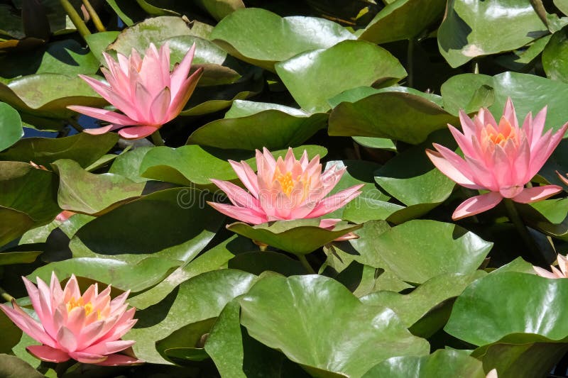 Blooming Nymphea in the Pond (Lat. - Nymphaea Caerulea Stock Photo ...