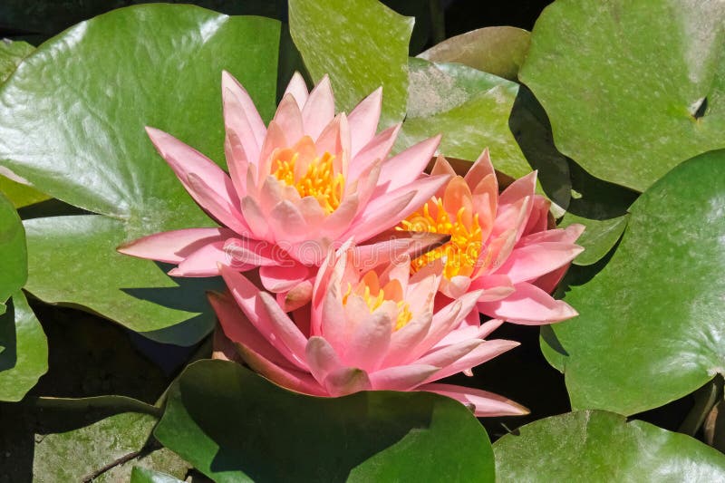 Blooming Nymphea in the Pond (Lat. - Nymphaea Caerulea Stock Photo ...