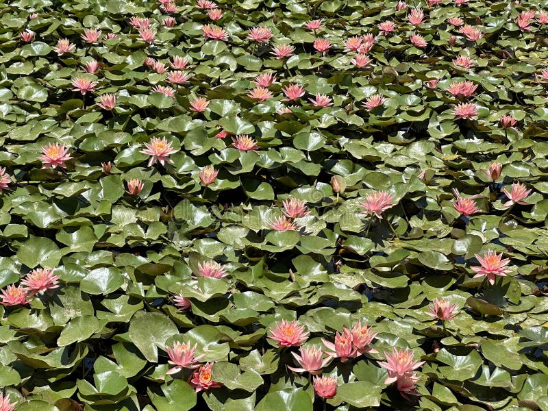 Blooming Nymphea in the Pond (Lat. - Nymphaea Caerulea Stock Photo ...