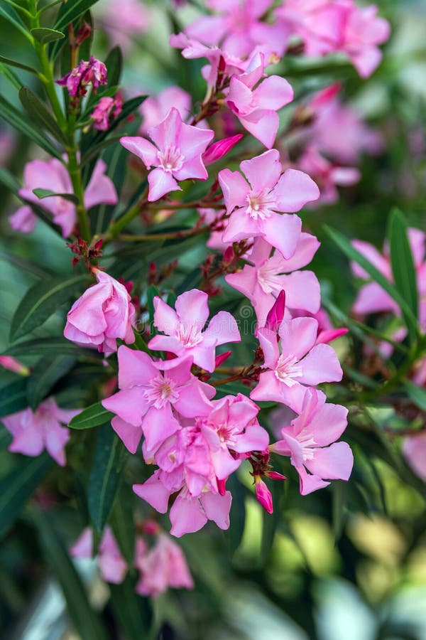 Blooming Pink Oleander Flowers Oleander Nerium Stock Photo - Image of ...