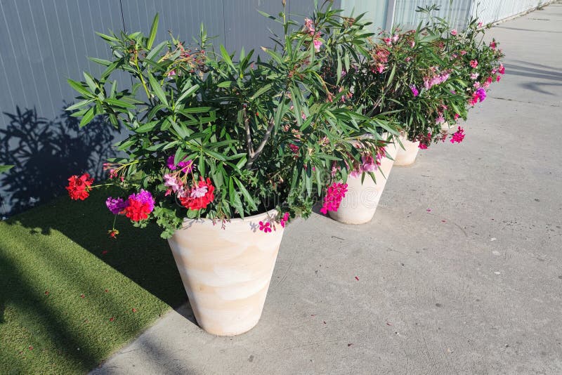 Blooming Pink Oleander and Pelargonium in Outdoor Planters in Sunlight ...