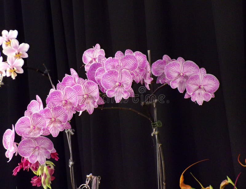 Blooming Pink Orchids stock image. Image of petal, centrepiece - 269369337