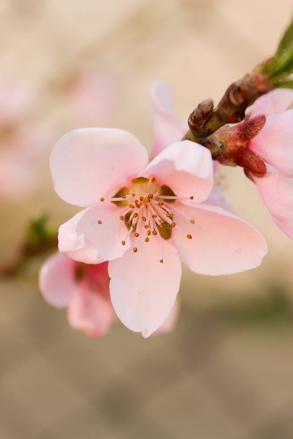 Pink Nectarine Trees, Israel Stock Image - Image of growing, ground ...