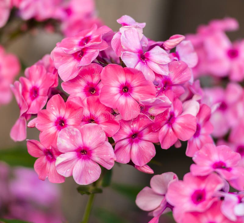 Blooming pink phlox stock image. Image of blossom, stem - 29568947