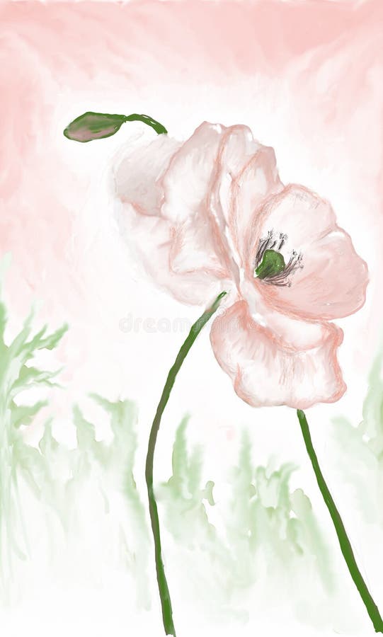 Blooming pink poppy stock illustration. Illustration of beautiful ...