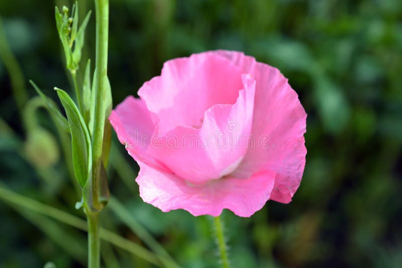 Blooming Pink Poppy Flower stock image. Image of meadow - 72516453