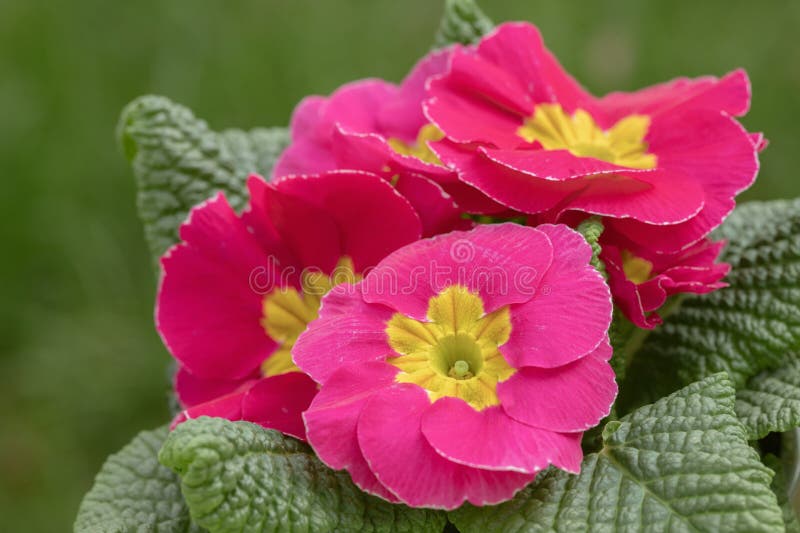 Blooming Pink Primrose with Yellow Center. Stock Image - Image of copy ...