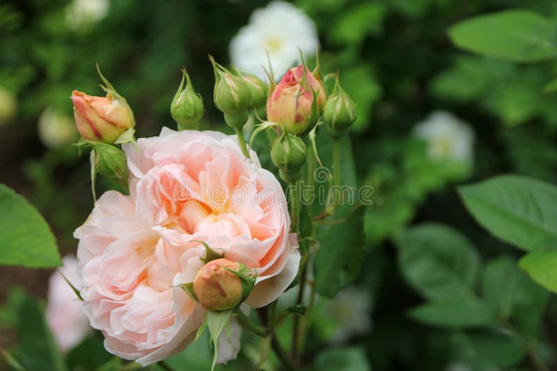 Blooming Pink Rose stock photo. Image of nature, garden - 324436820