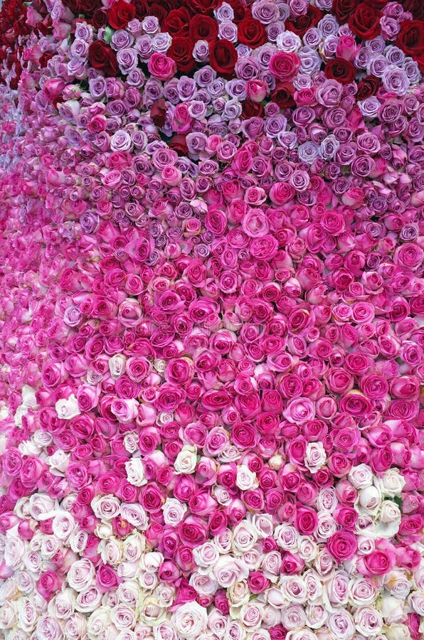 Pink rose in mess stock photo. Image of season, garden - 246668134