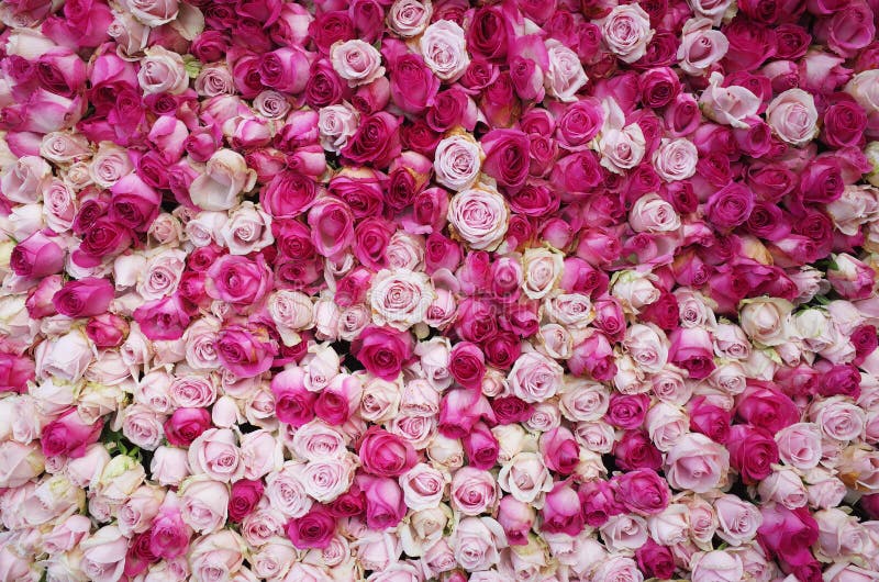 Pink rose in mess stock photo. Image of detail, nature - 246668168