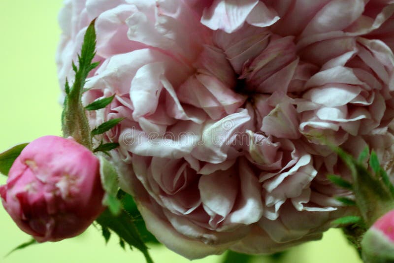 Blooming Pink Rose and Pink Rosebud Stock Photo - Image of flower ...