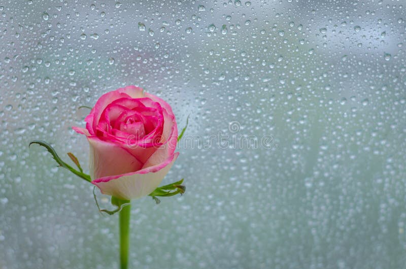 Blooming Pink Rose at Window. Stock Image - Image of flora, nature ...