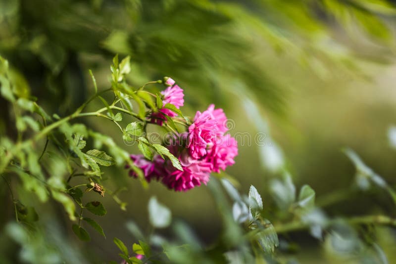 Blooming Pink Roses In Garden, Summer Time In Poland. Stock Image ...