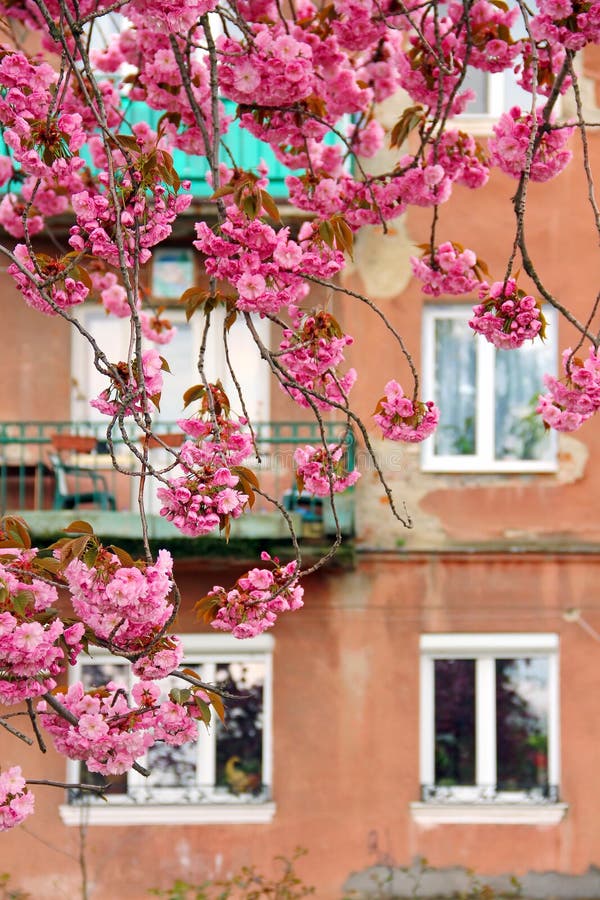 Blooming Pink Sakura Tree in Front of the Building Stock Photo - Image ...