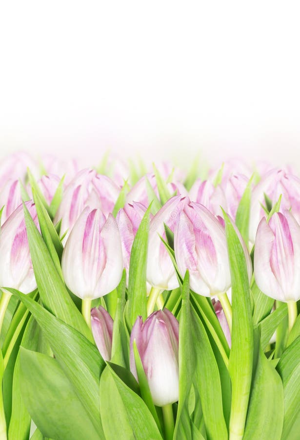 Blooming Pink Spring Tulips Flowers,isolated Stock Image - Image of ...