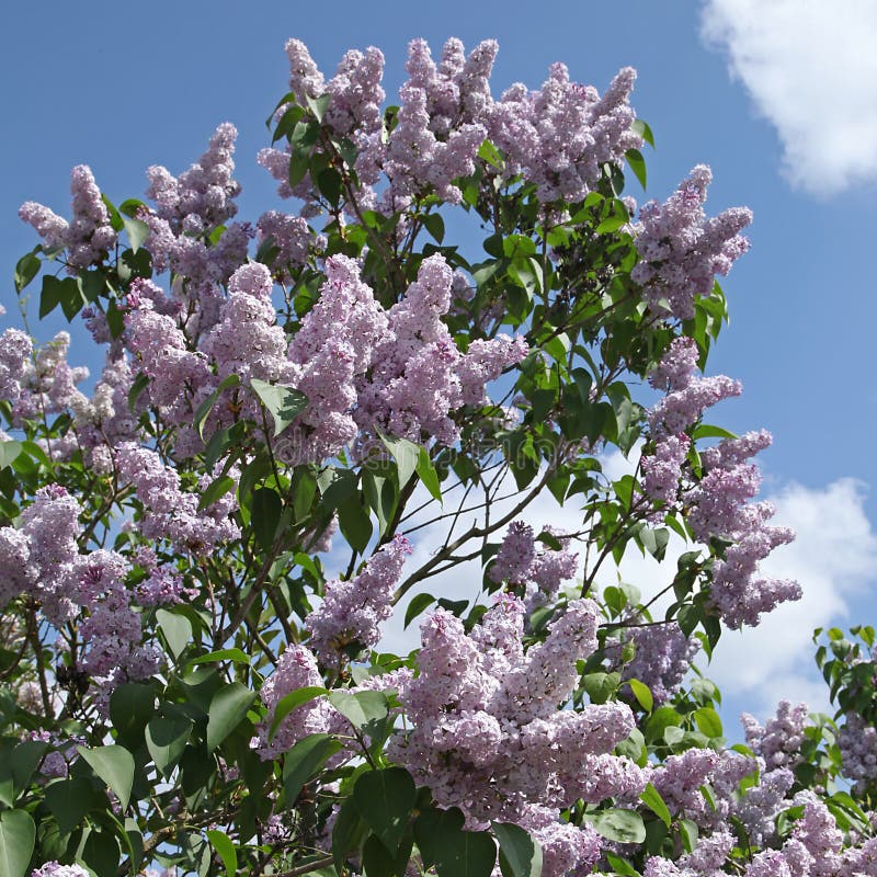 Blooming of a Pink Syringa Vulgaris Stock Photo - Image of plant ...