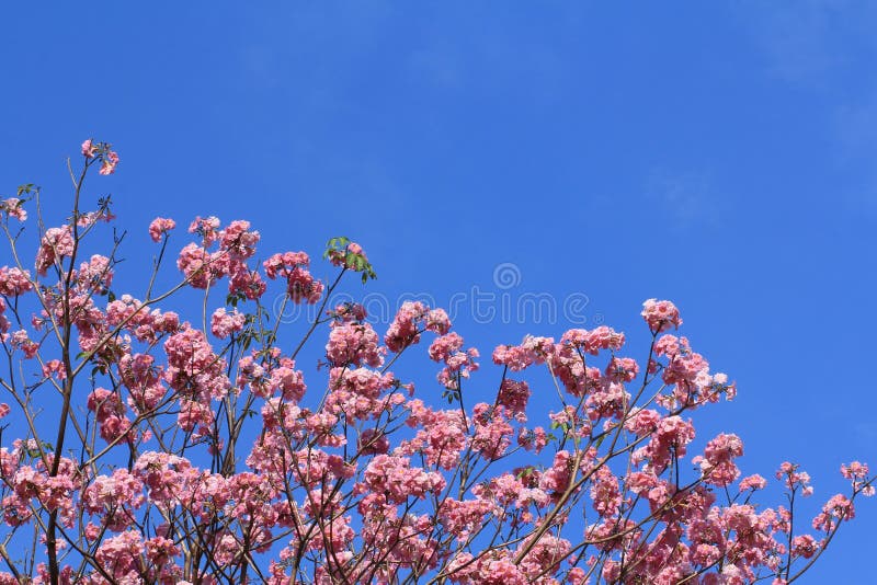 Blooming Pink Tabebuia Rosea Stock Photo - Image of branch, summer ...