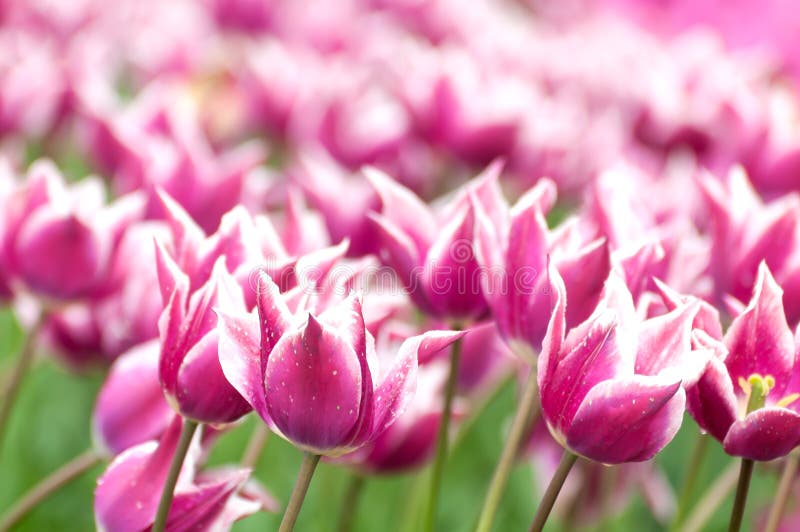 Blooming Pink & White Tulips Stock Image - Image of ecological ...