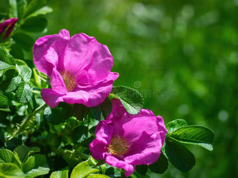 Blooming Pink Wild Rose Spring Day Stock Image - Image of nature ...
