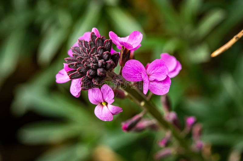 Blooming Pinks of Spring Flowers in Esquimalt BC Stock Image - Image of ... Blooming Pinks of Spring Flowers in Esquimalt BC Stock Image - Image of ...