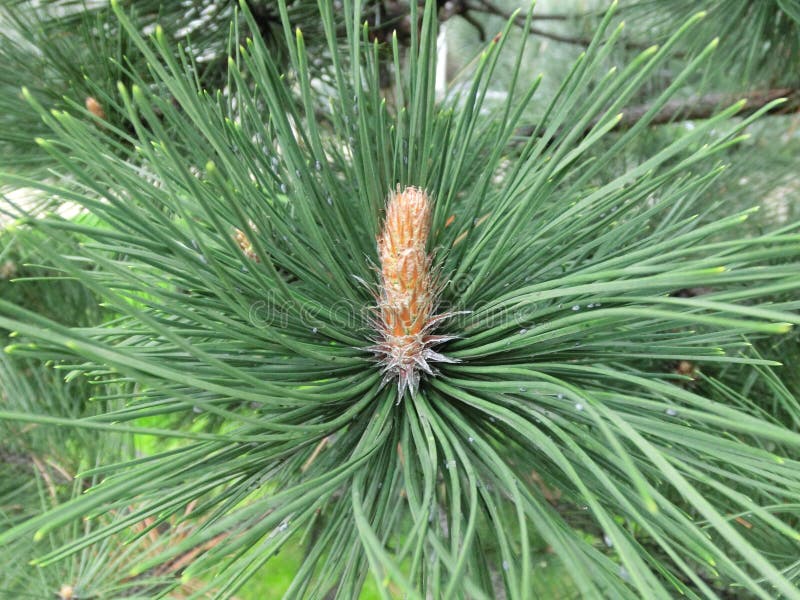 Blooming Pitsunda Pine Close-up.Blooming Pine Branch Close-up. Long ...