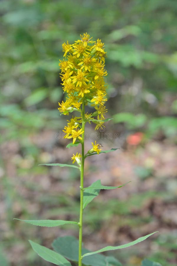 Blooming Plant Solidago Solidago Pacifica Stock Image - Image of ...