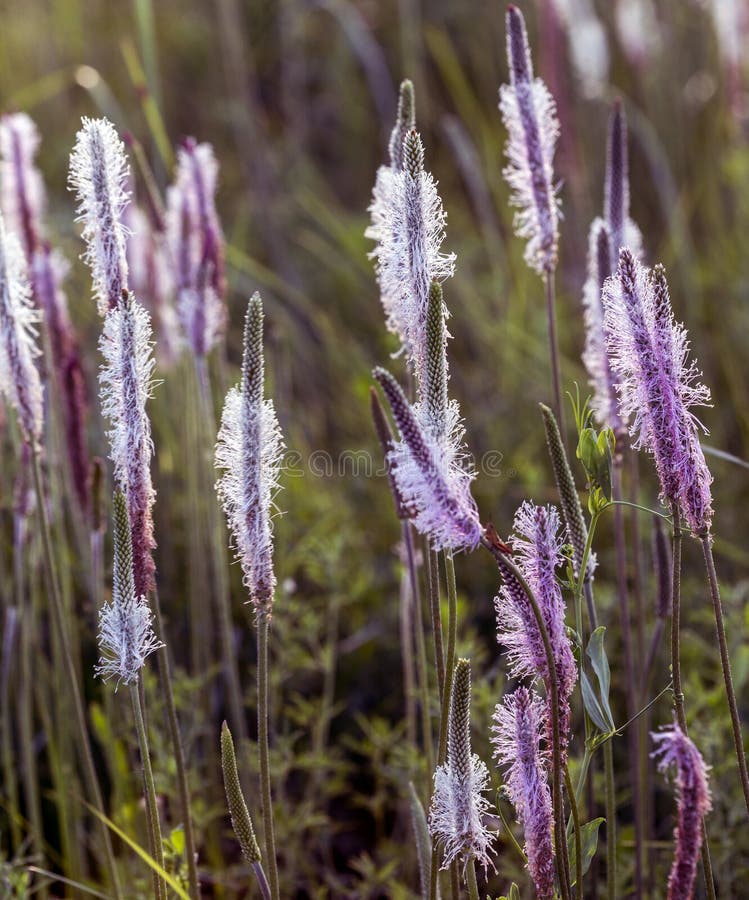 Blooming Plantain Background Stock Image - Image of freshness ...