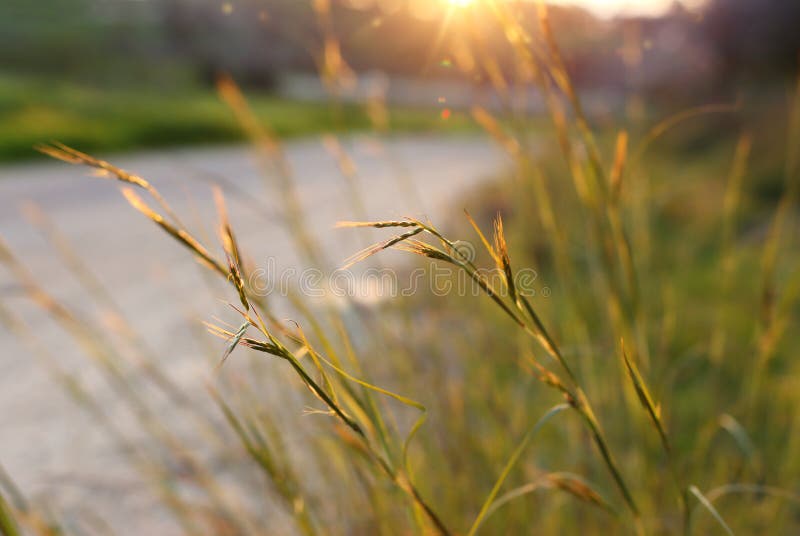 Blooming Plants in the Forest at Springtime Stock Photo - Image of tree ...