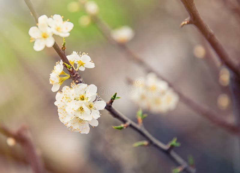 Plum Field at Mt. Maku Park Stock Photo - Image of maku, stream: 68719978