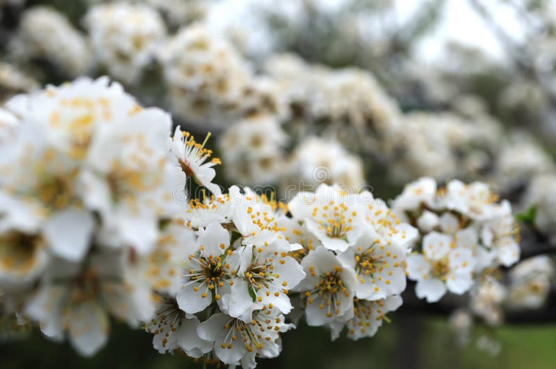 Blooming plum tree stock image. Image of pollination - 111334769